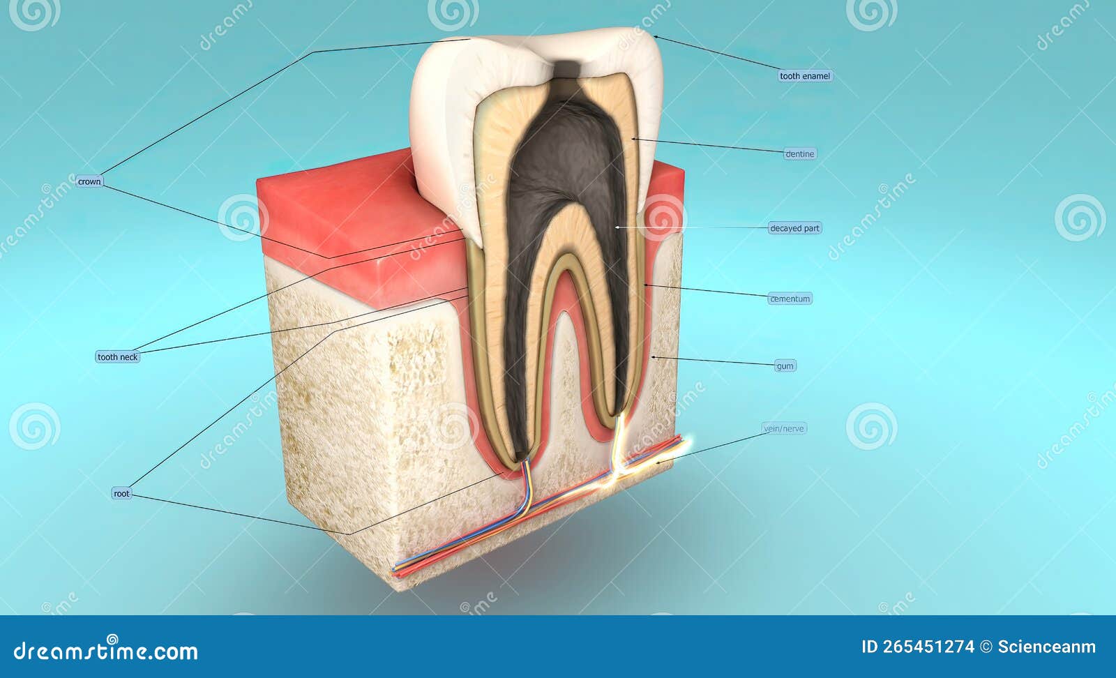 Anatomy of the Tooth and Gums and the Supporting Structures Surrounding ...