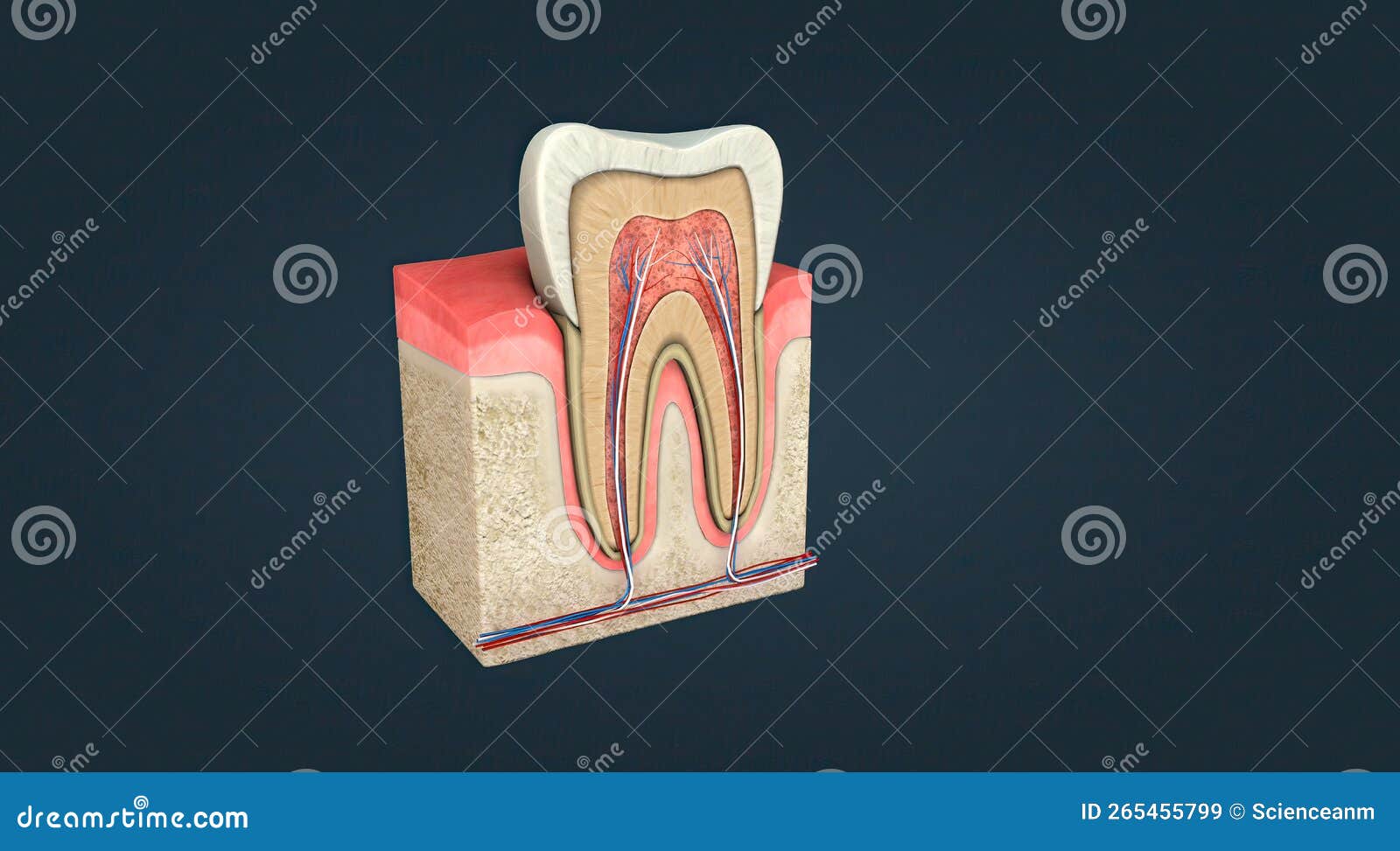 Anatomy of the Tooth and Gums and the Supporting Structures Surrounding ...