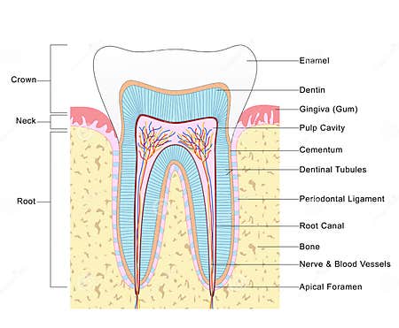 Anatomy of Tooth stock illustration. Illustration of internal - 36556221