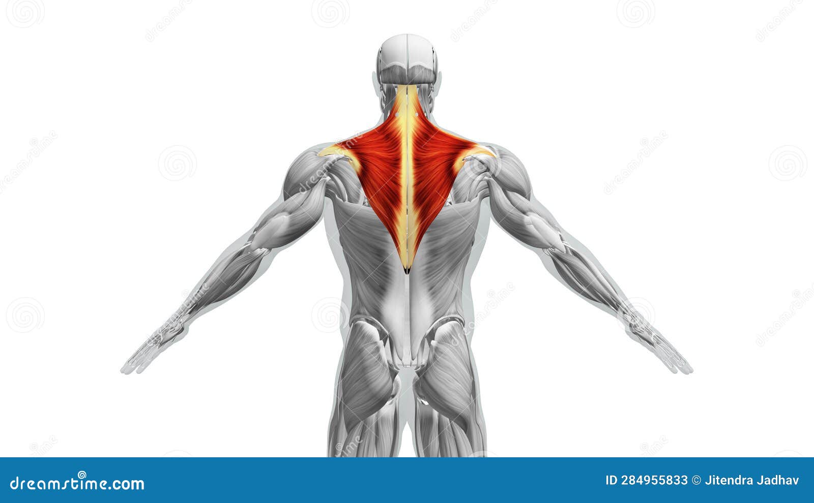 Anatomy of the Trapezius Muscles Stock Illustration - Illustration of ...