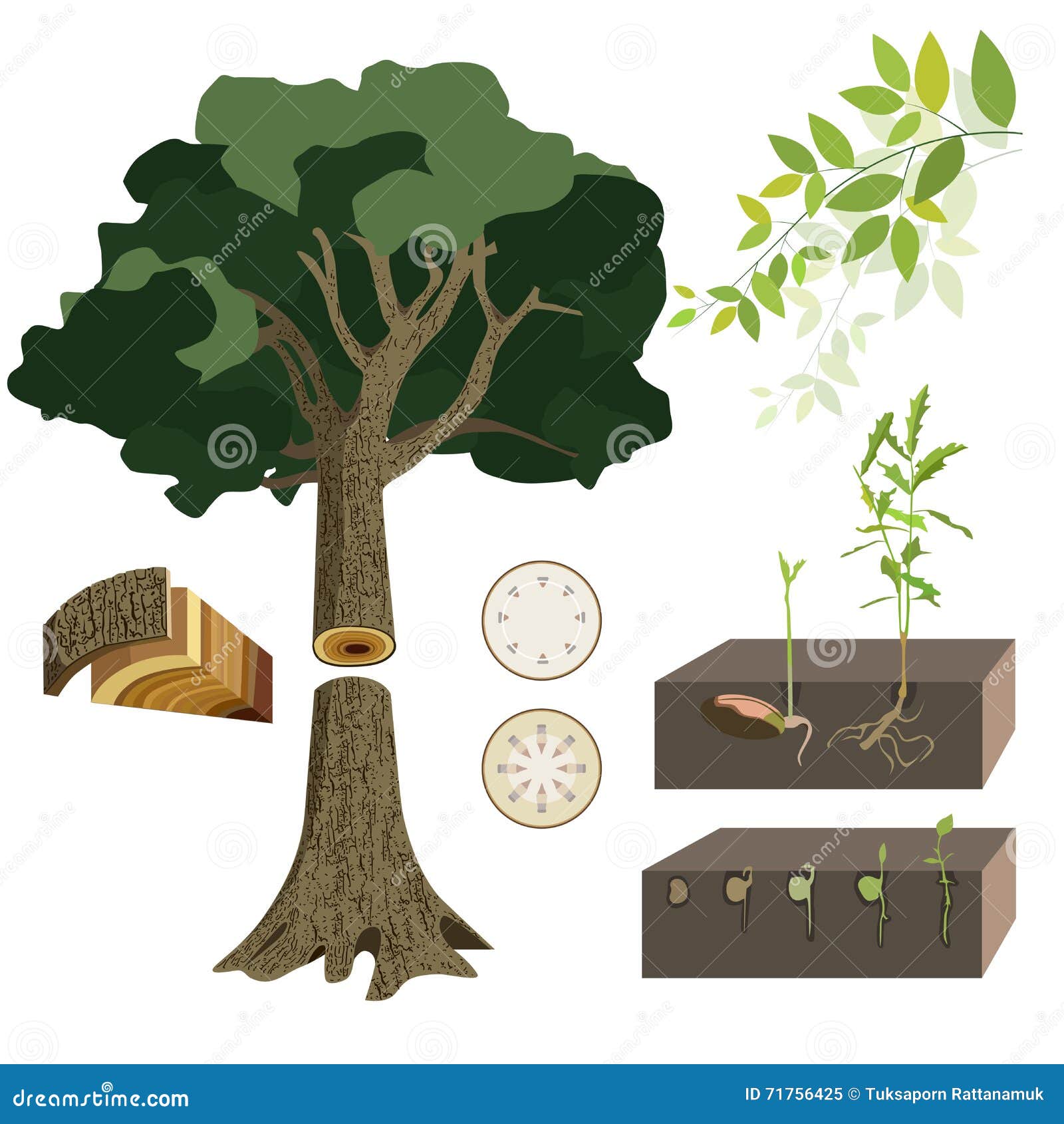 Anatomy of a tree stock illustration. Illustration of flower - 71756425