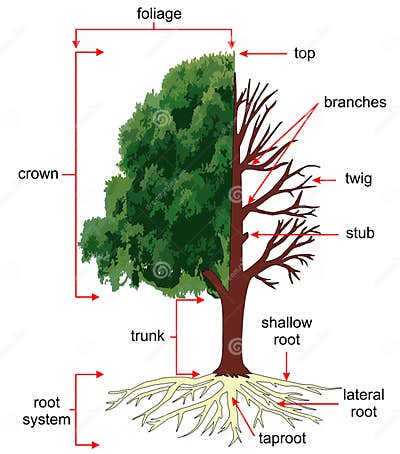 Anatomy of the Tree or Structure of a Tree. Stock Illustration ...
