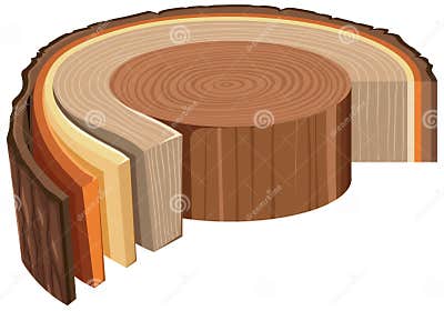 Anatomy of tree trunk stock vector. Illustration of biology - 244793911