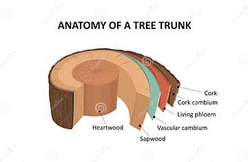 Anatomy of a tree trunk. stock vector. Illustration of pith - 221211460