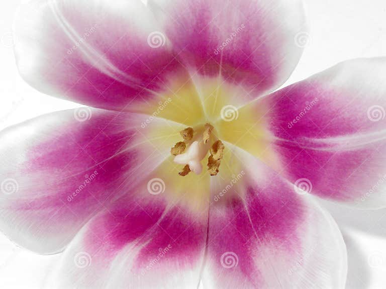 Anatomy of a Tulip stock photo. Image of springtime, pistil - 64744