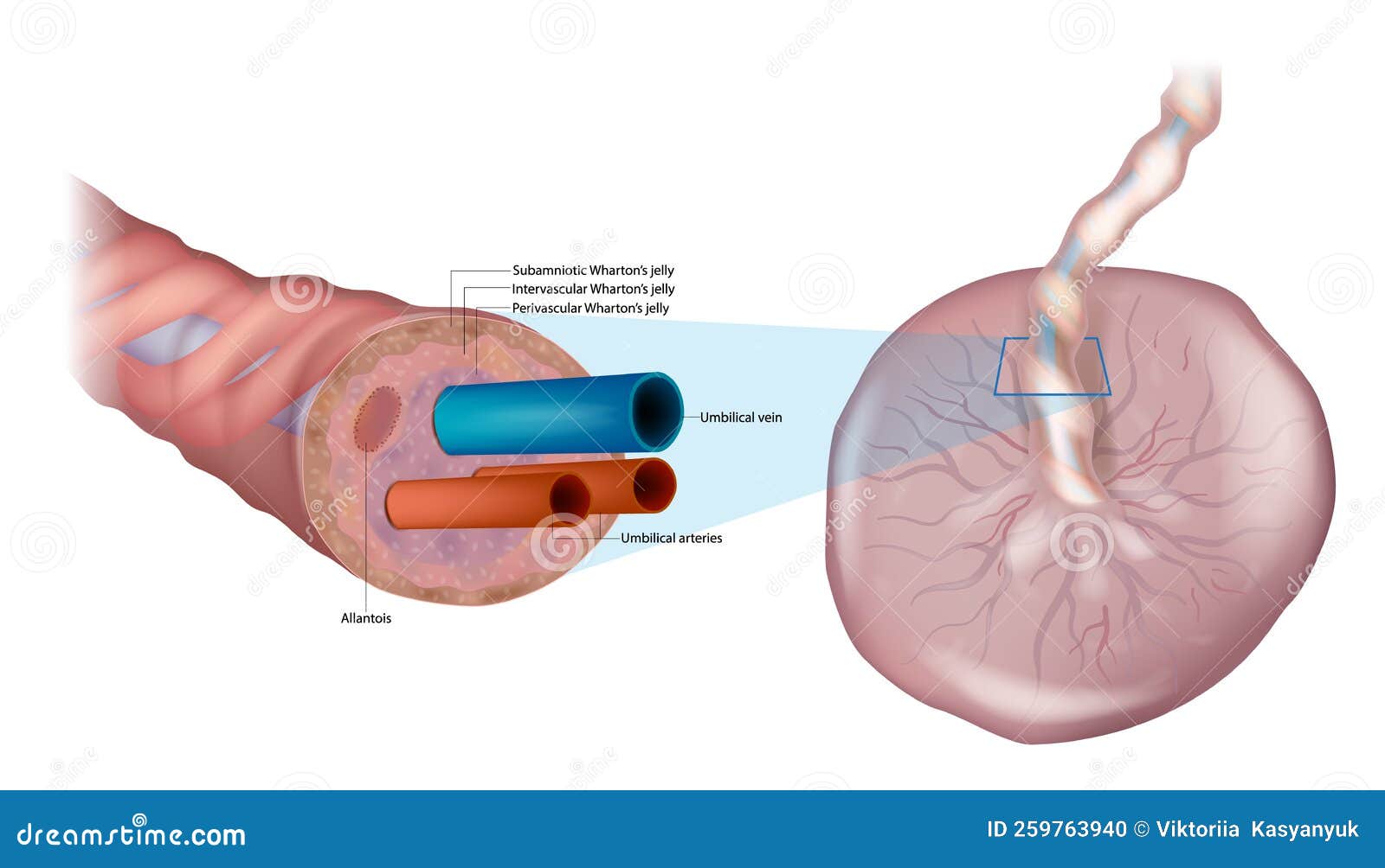 The Anatomy Of The Umbilical Cord. Cross-sectional Diagram Of Human ... The Anatomy Of The Umbilical Cord. Cross-sectional Diagram Of Human ...