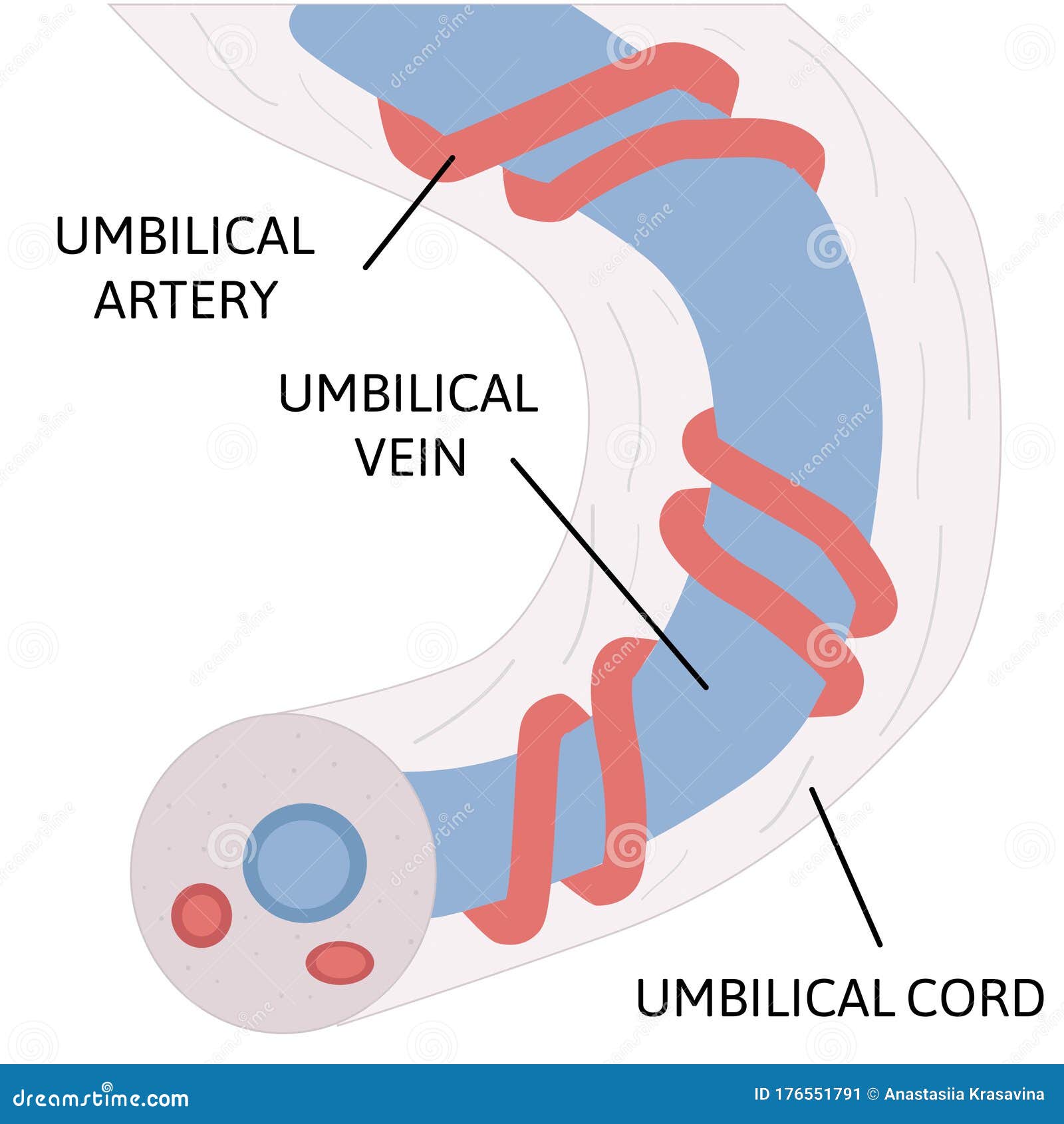 Anatomy Of Umbilical Cord Anatomy Of Umbilical Cord