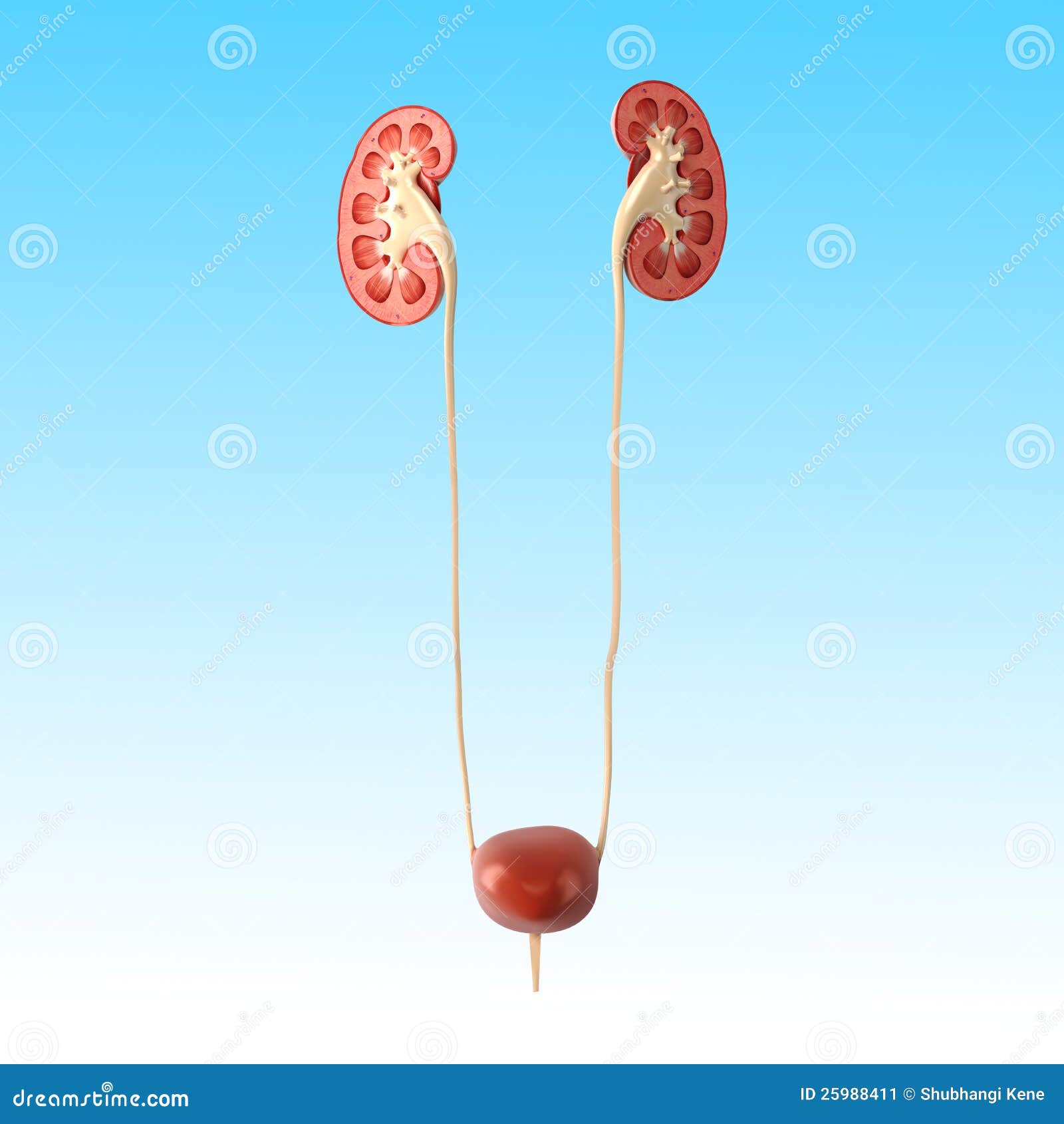 Anatomy of Urinary System in Blue Stock Illustration - Illustration of ...