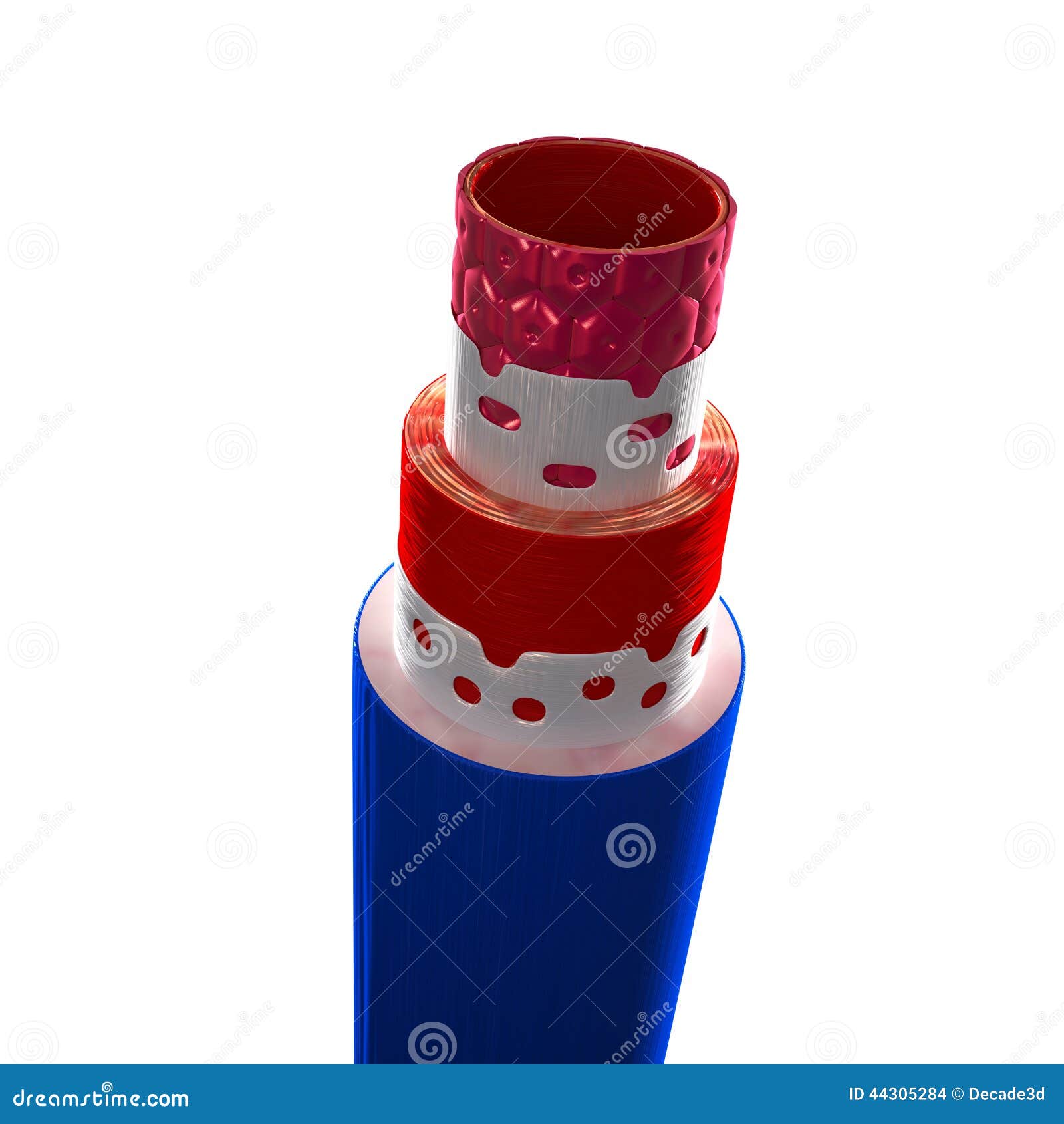 Anatomy Of Vein. Structure Cartoon Vector | CartoonDealer.com #213463403