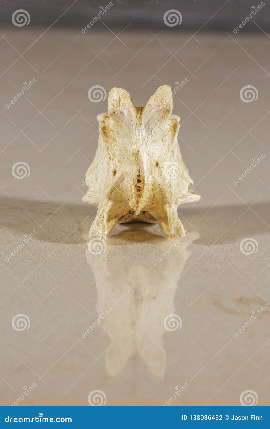 Anatomy of Vertebrae that Forms the Spinal Column Stock Photo - Image ...