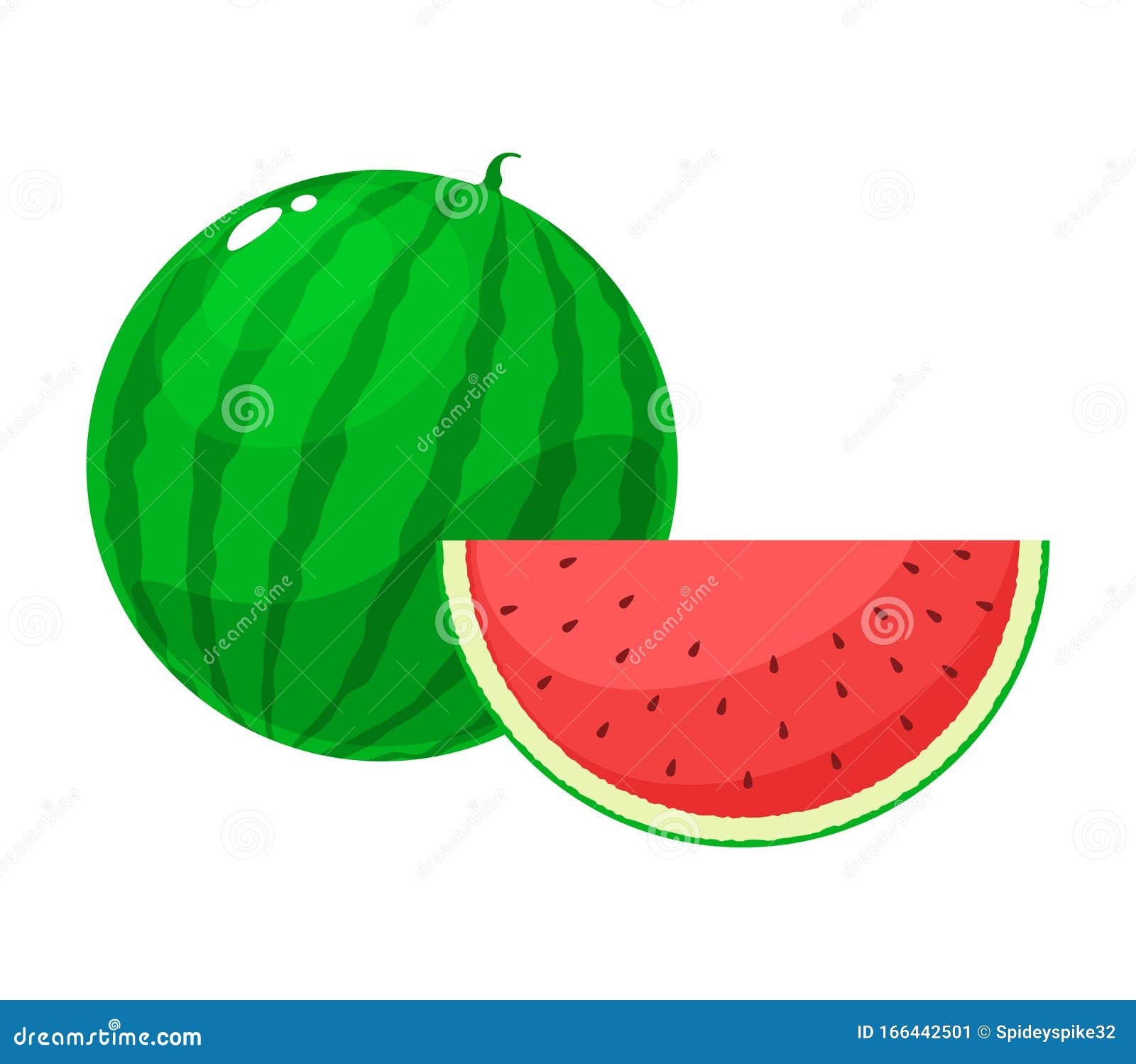 The Anatomy of Watermelon Fruit Stock Vector - Illustration of ripe ...