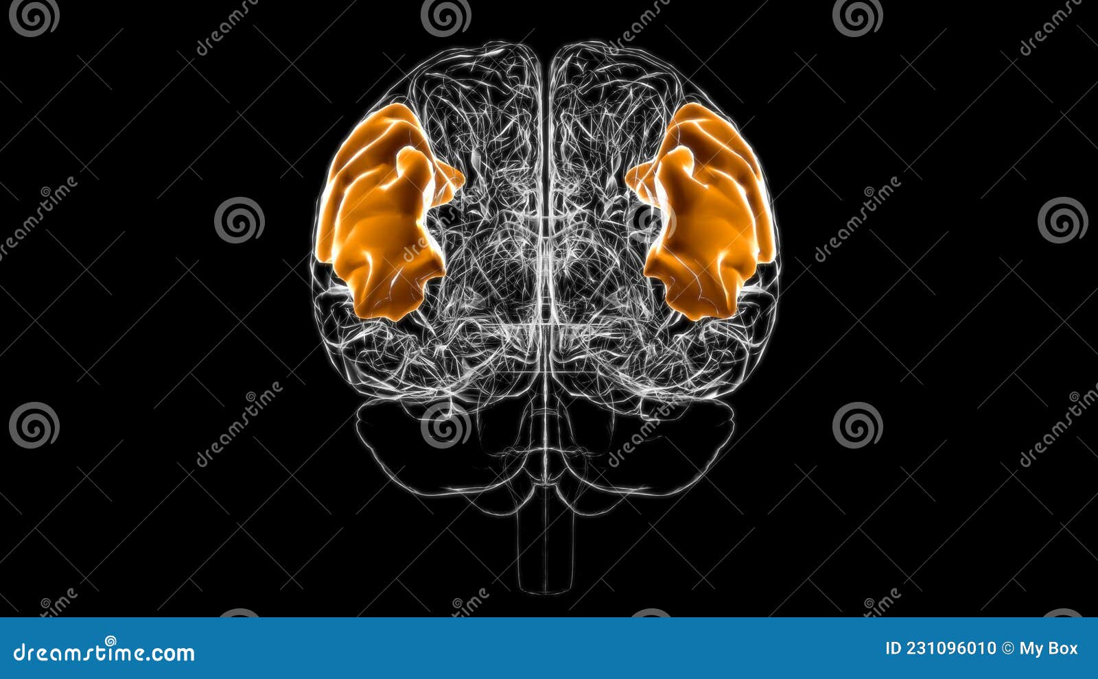 Anatomía De La Circunvolución Angular Cerebral Para El Concepto Médico 3d Stock de ilustración ...