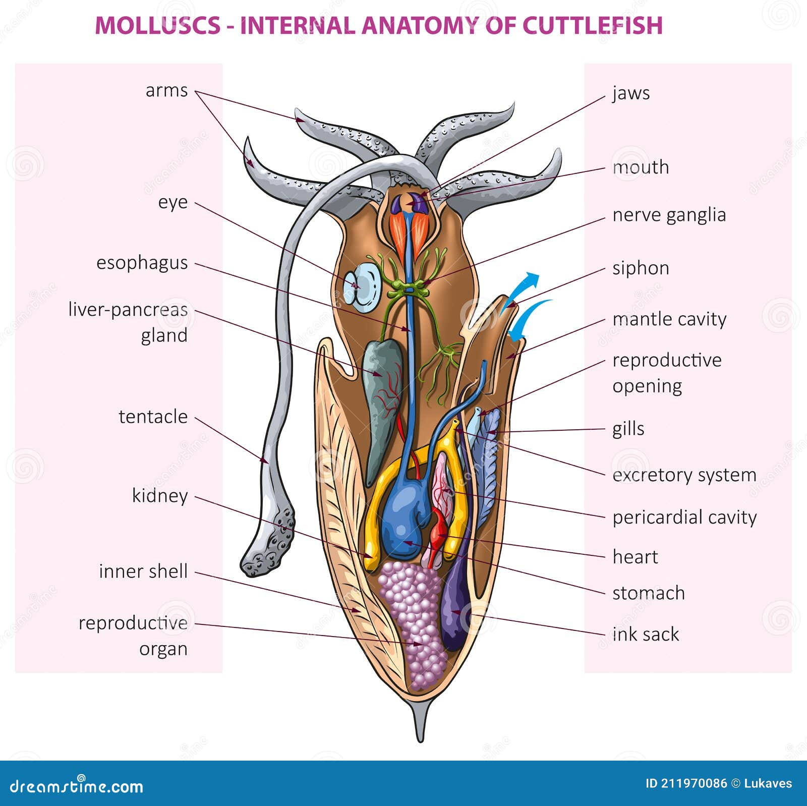 Anatomía de sepia ilustración del vector. Ilustración de calamar - 211970086