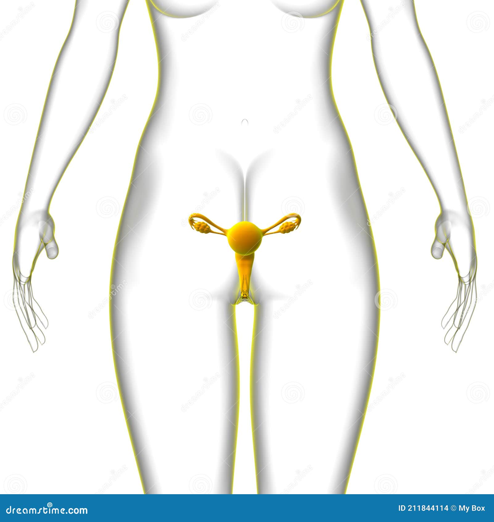 Anatomía Del Sistema Reproductivo Femenino Para El Concepto Médico 3d