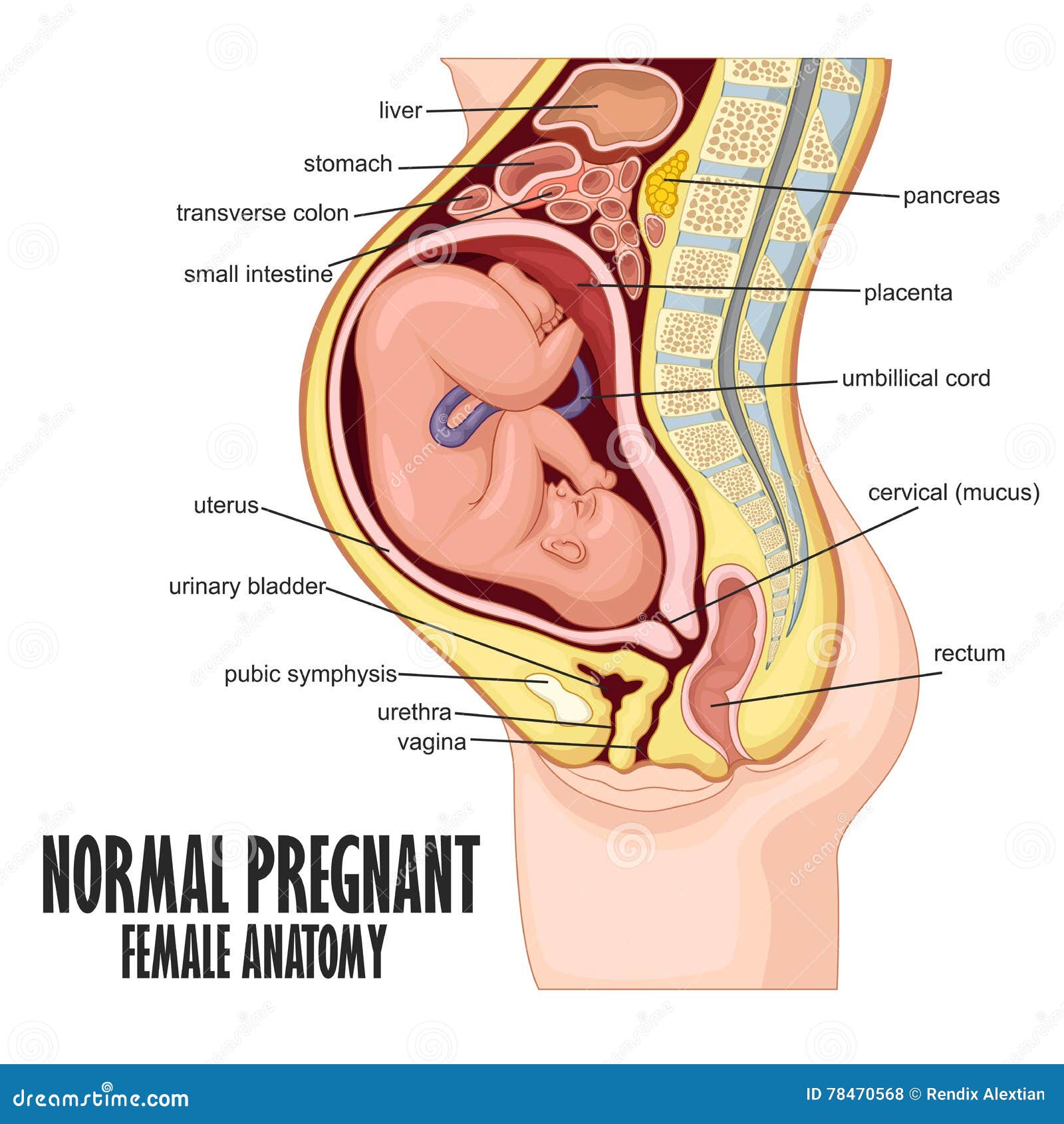 Anatomía Femenina Embarazada Normal Ilustración Del Vector