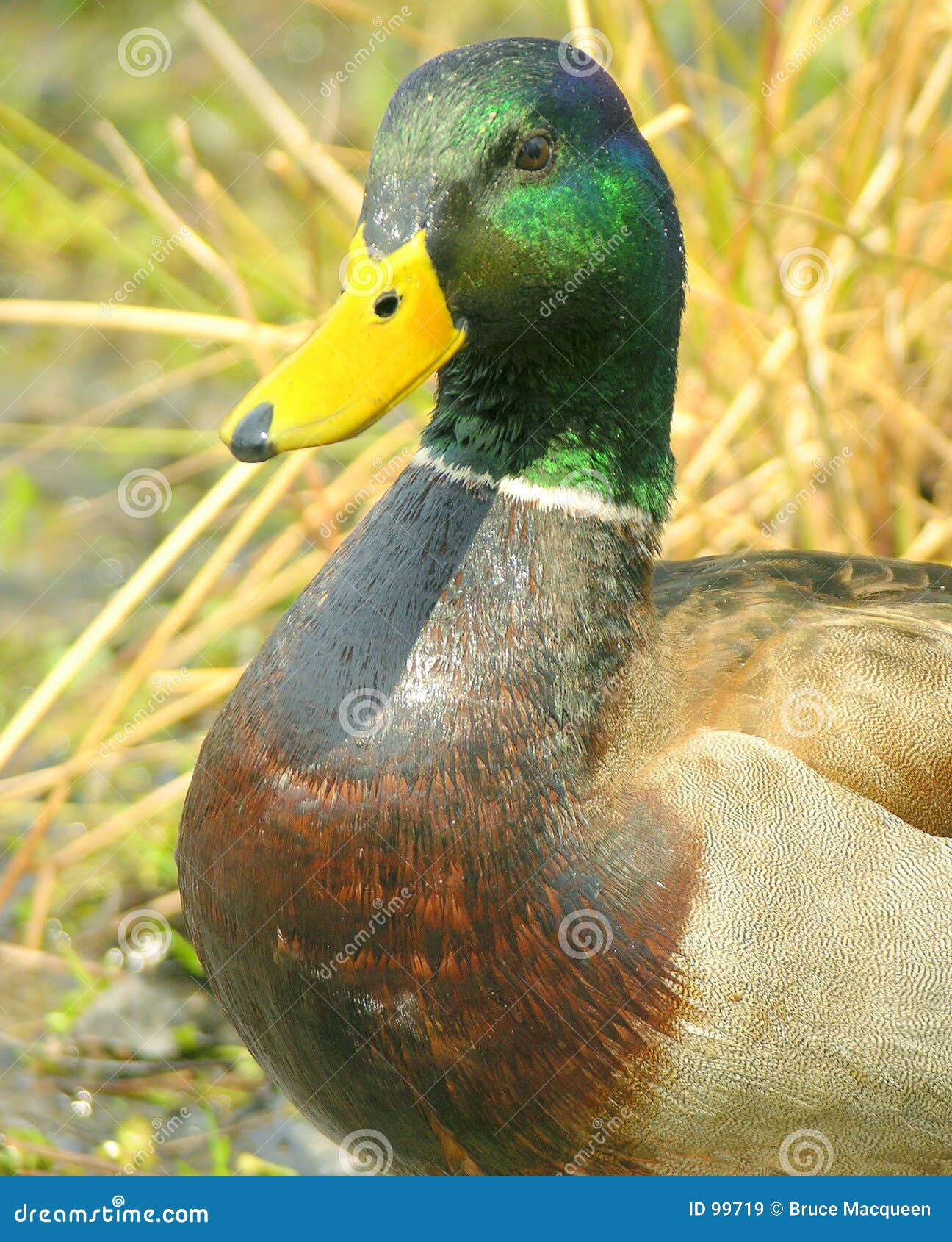 Anatra 1 immagine stock. Immagine di anatra, stagno, malta - 99719