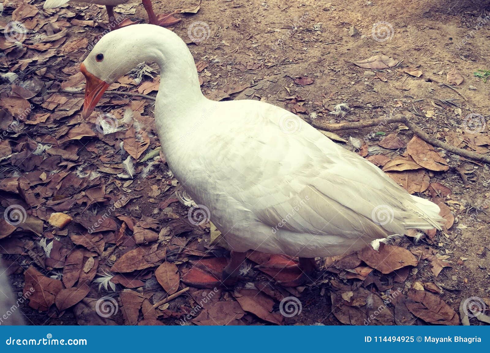 Anatra immagine stock. Immagine di pollame, giungla - 114494925