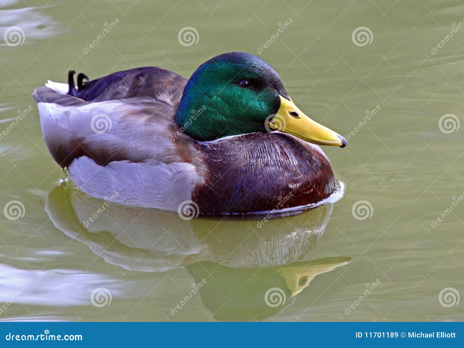 Anatra immagine stock. Immagine di aviario, piume, uccello - 11701189