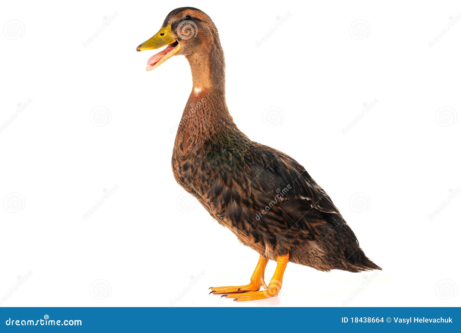 Anatra fotografia stock. Immagine di bianco, animale - 18438664