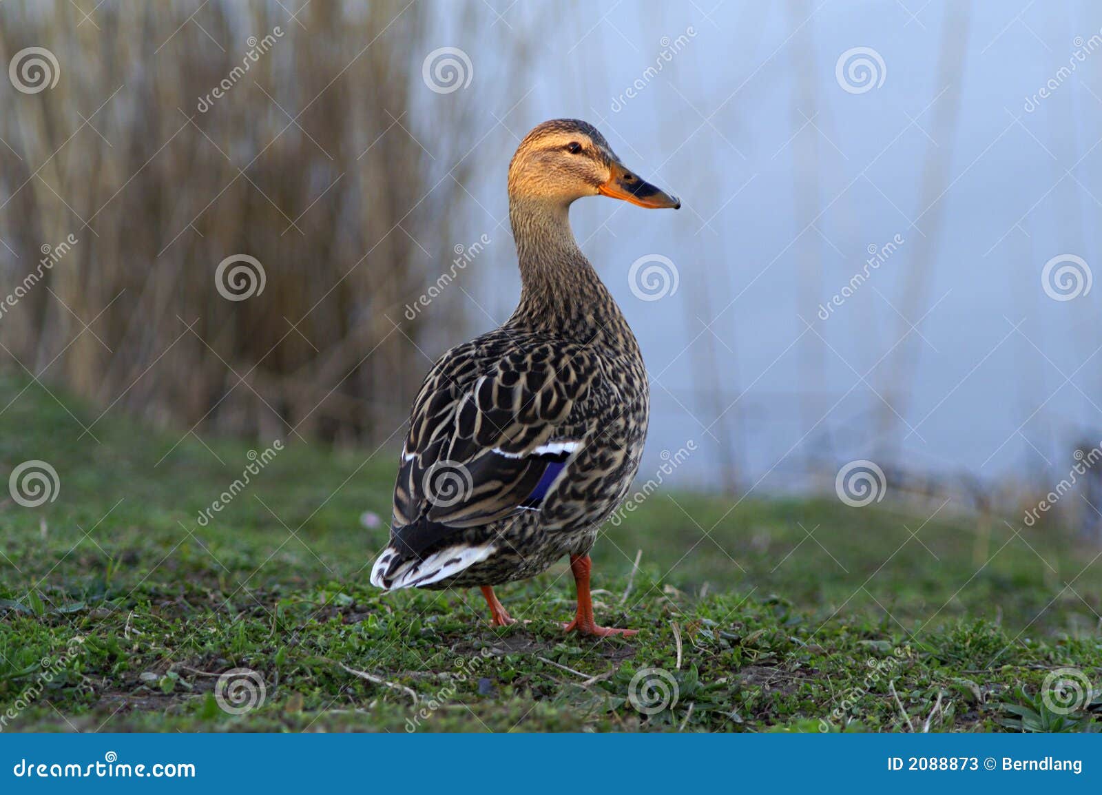 Anatra immagine stock. Immagine di anatra, falco, animali - 2088873