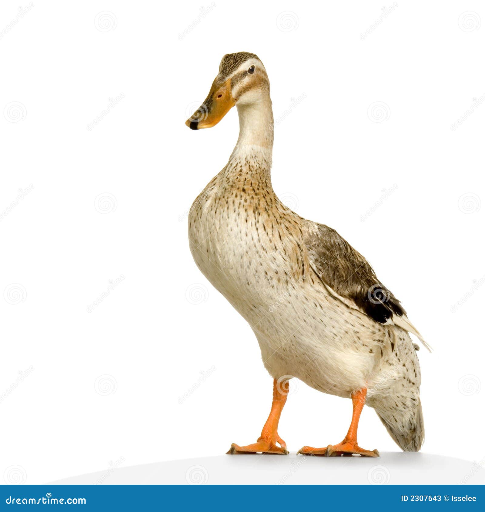 Anatra immagine stock. Immagine di anatra, animale, bestiame - 2307643