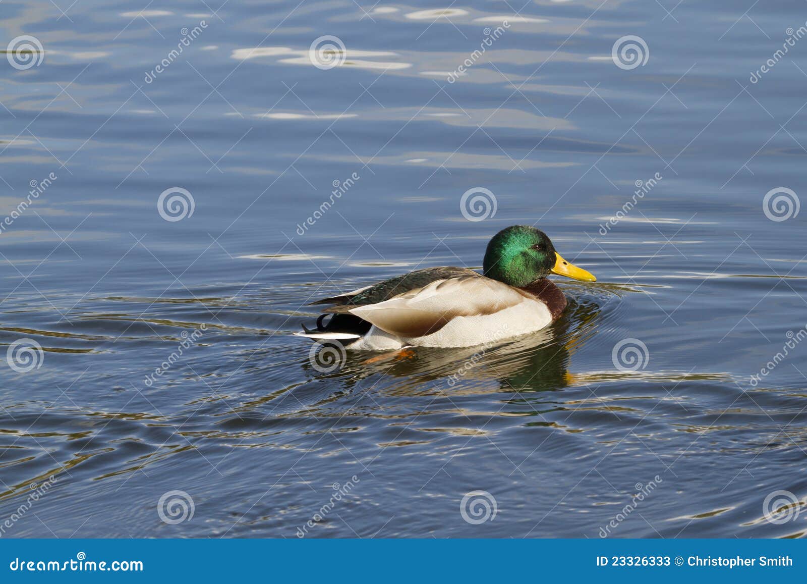 Anatra immagine stock. Immagine di malta, anatra, animale - 23326333