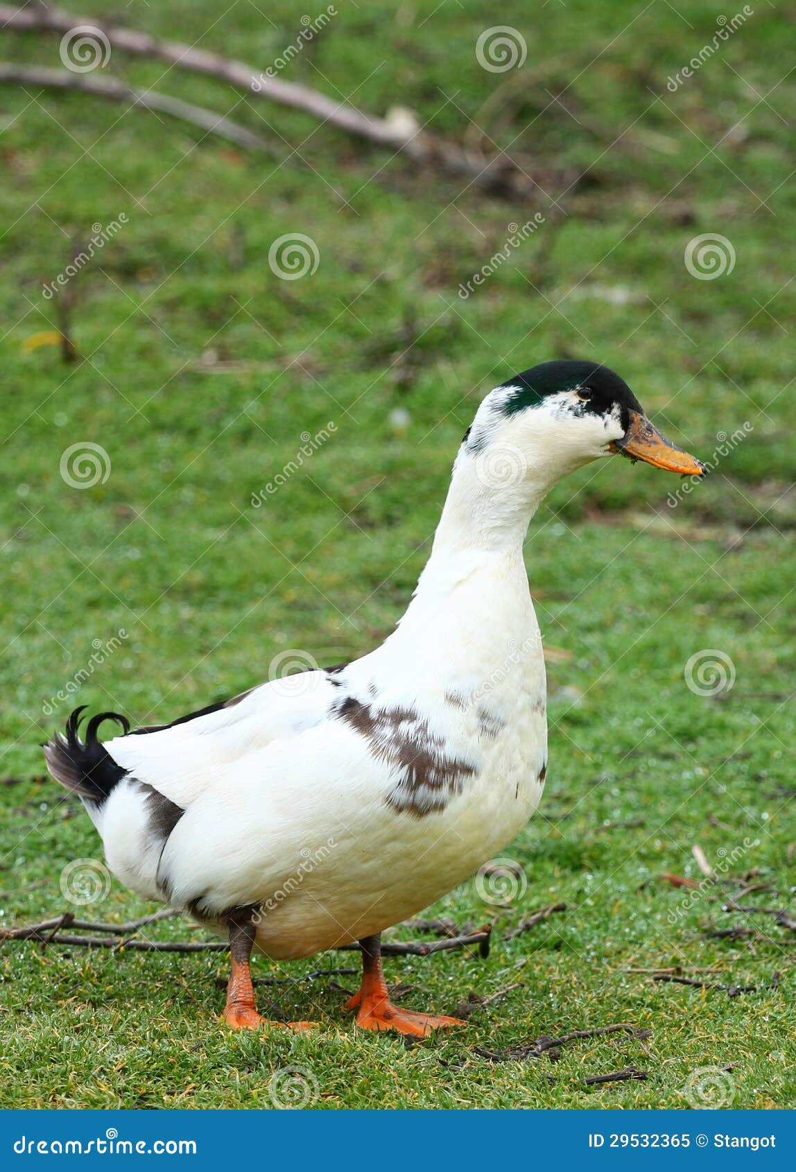 Anatra immagine stock. Immagine di molla, bianco, consumo - 29532365