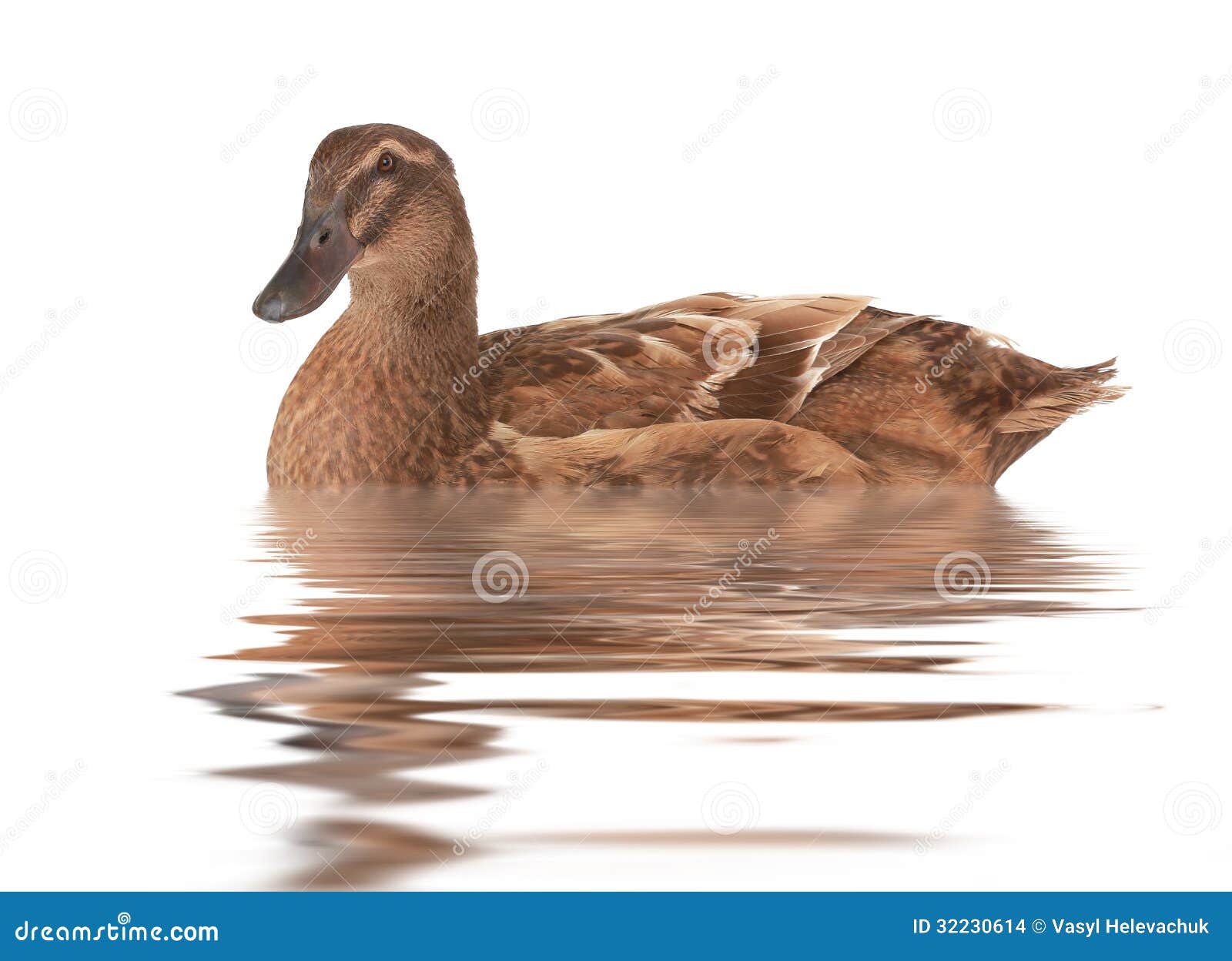 Anatra fotografia stock. Immagine di anatra, natura, uccello - 32230614