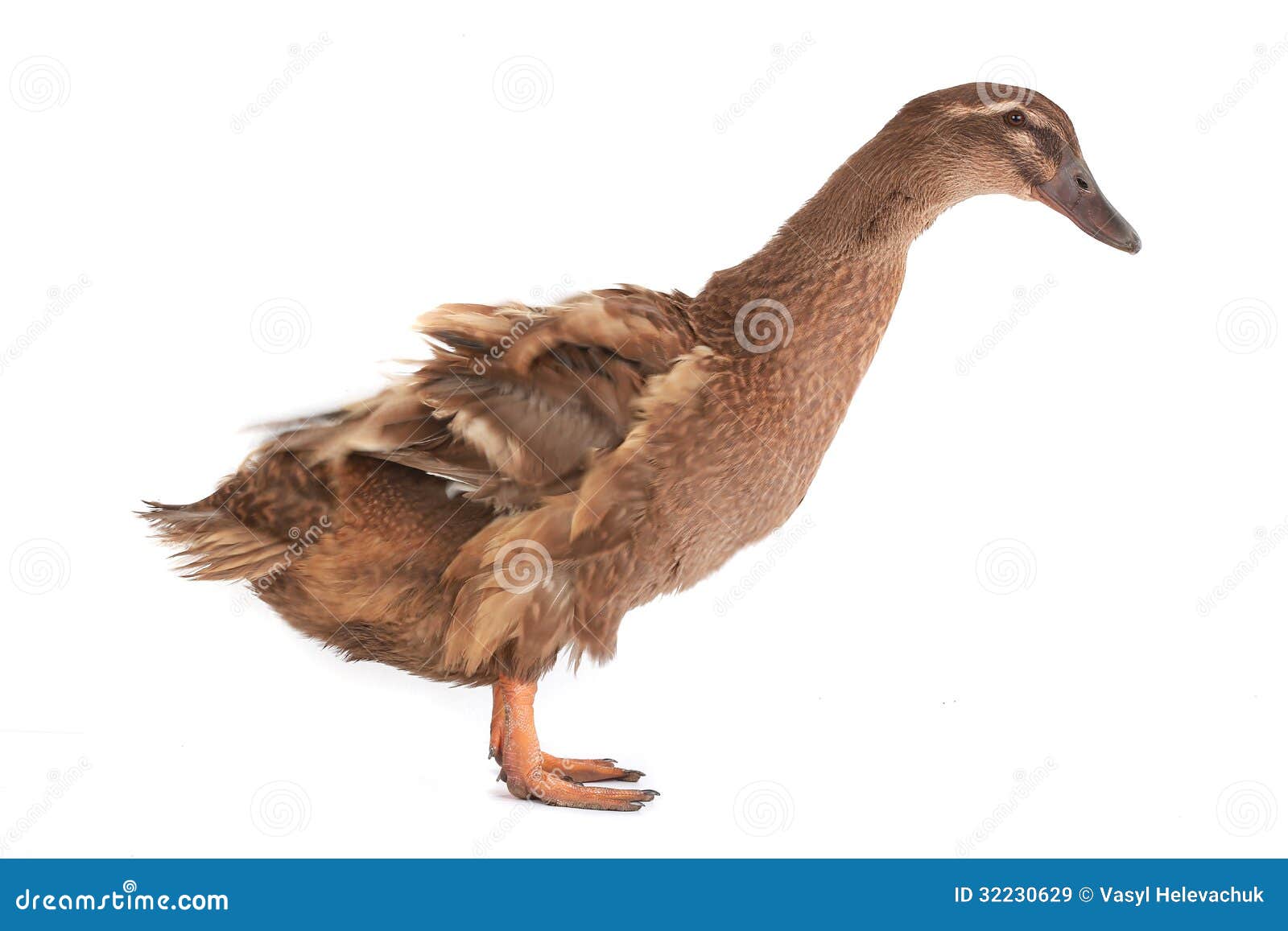 Anatra immagine stock. Immagine di marrone, bianco, ornitologia - 32230629
