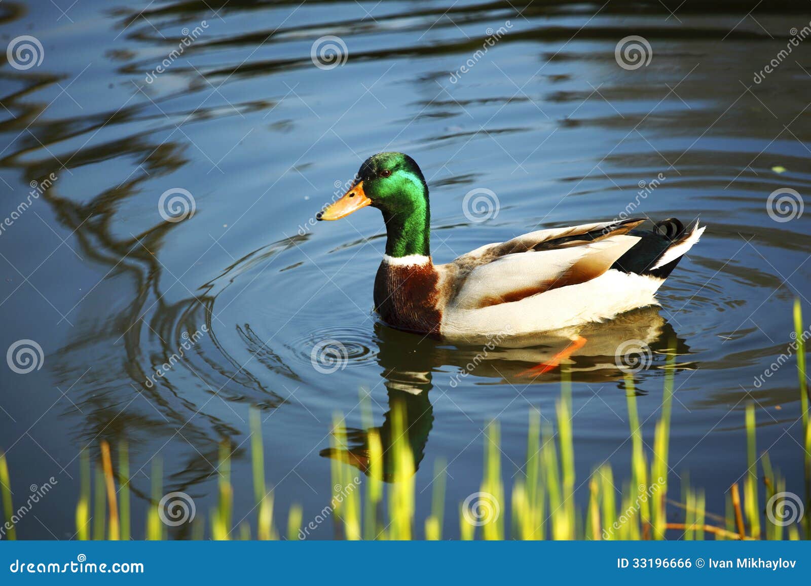 Anatra fotografia stock. Immagine di uccello, colorato - 33196666