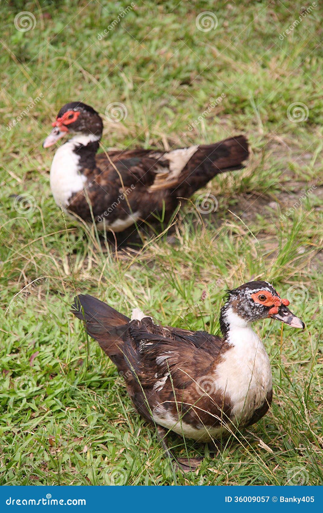 Anatra immagine stock. Immagine di fattura, animale, indifeso - 36009057