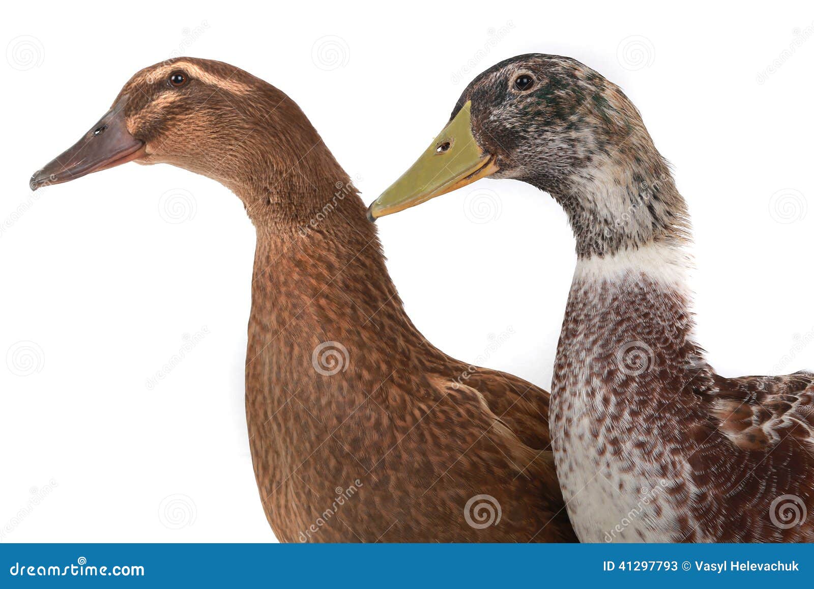 Anatra immagine stock. Immagine di interessare, carino - 41297793