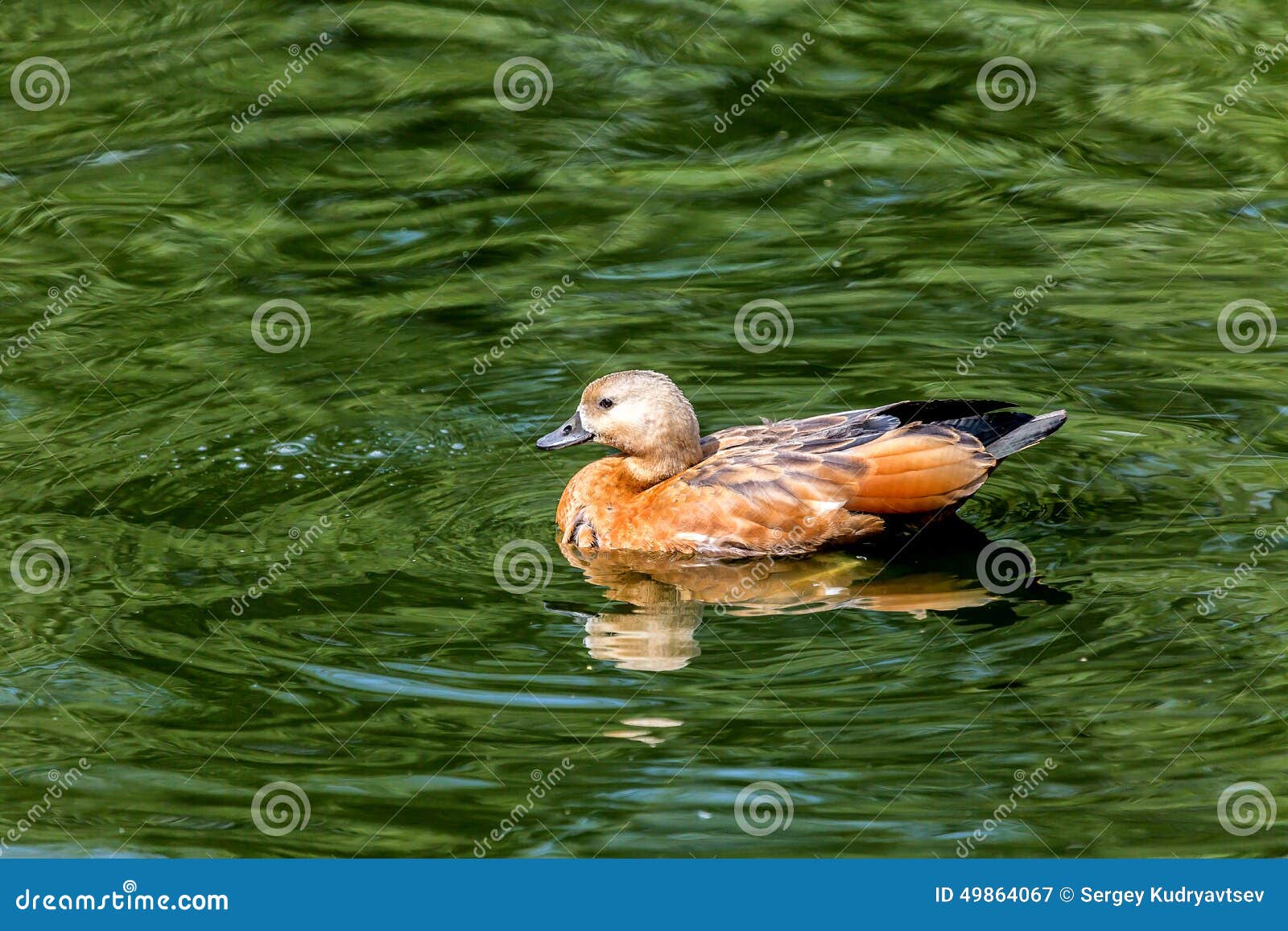 Anatra immagine stock. Immagine di marrone, bianco, estate - 49864067