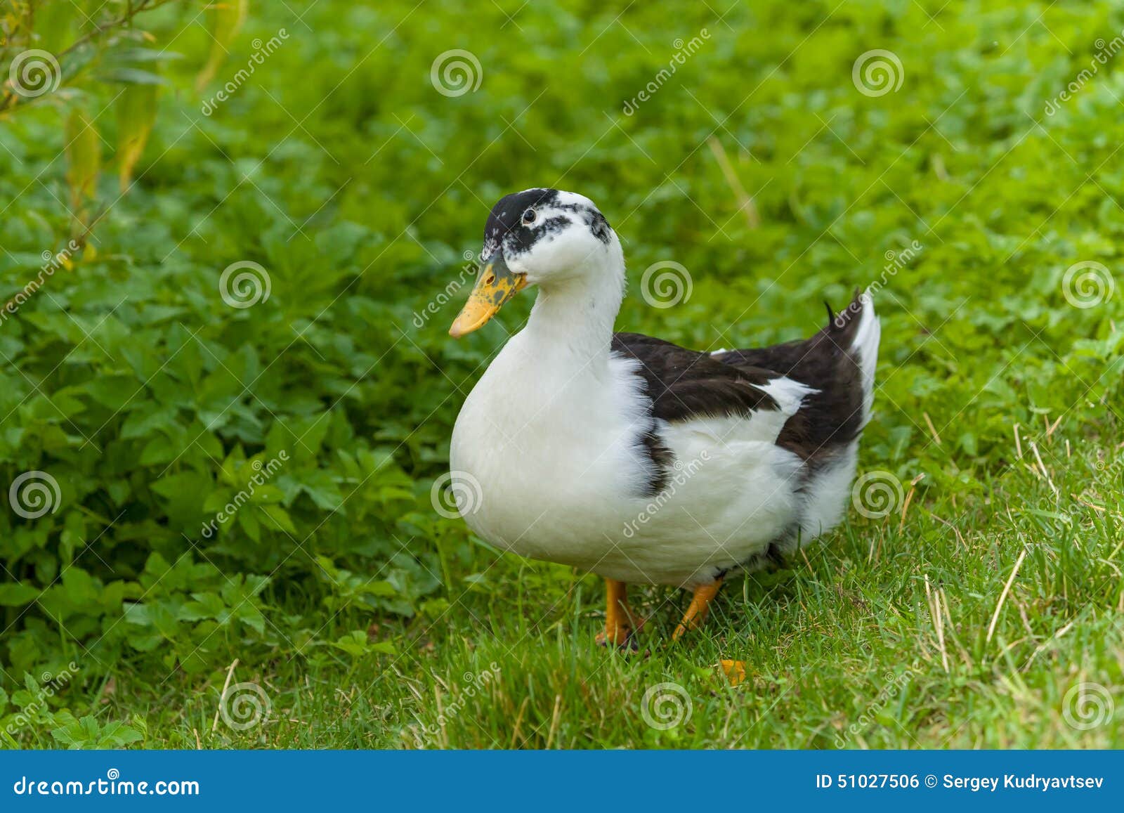 Anatra fotografia stock. Immagine di asia, animale, lussare - 51027506