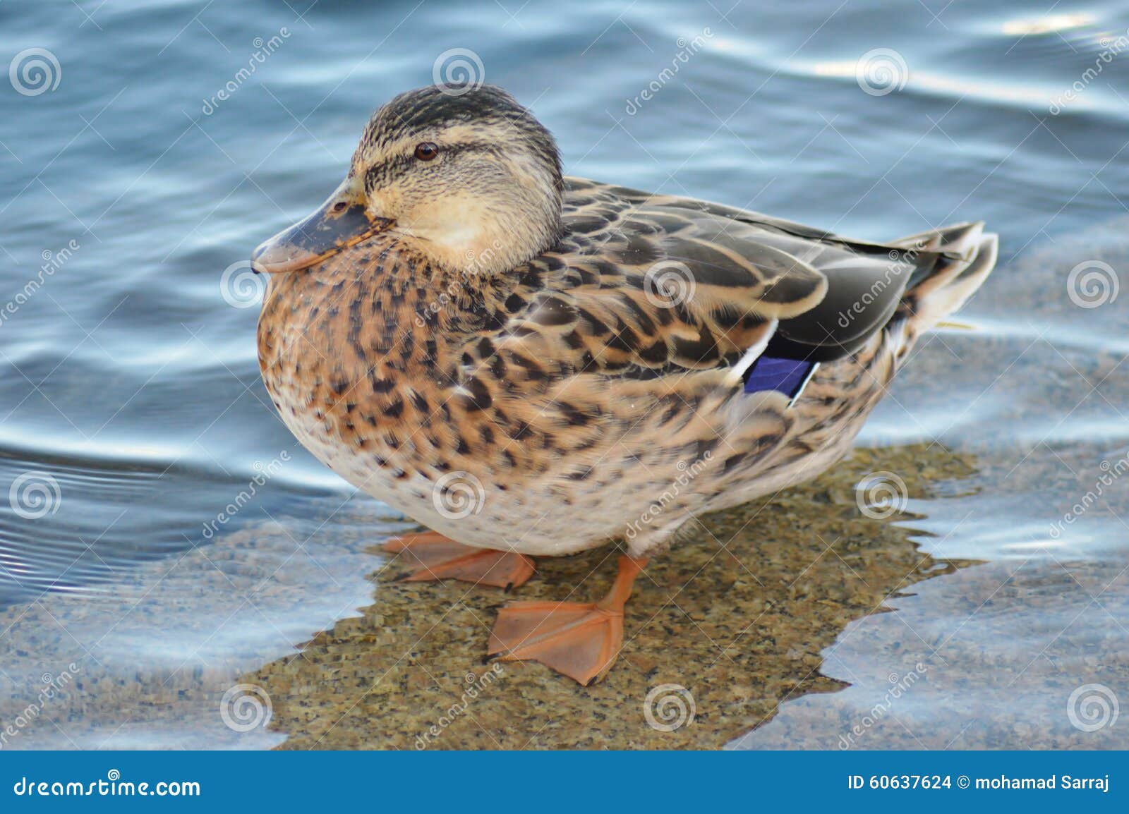 Anatra fotografia stock. Immagine di anatra, mare, animale - 60637624
