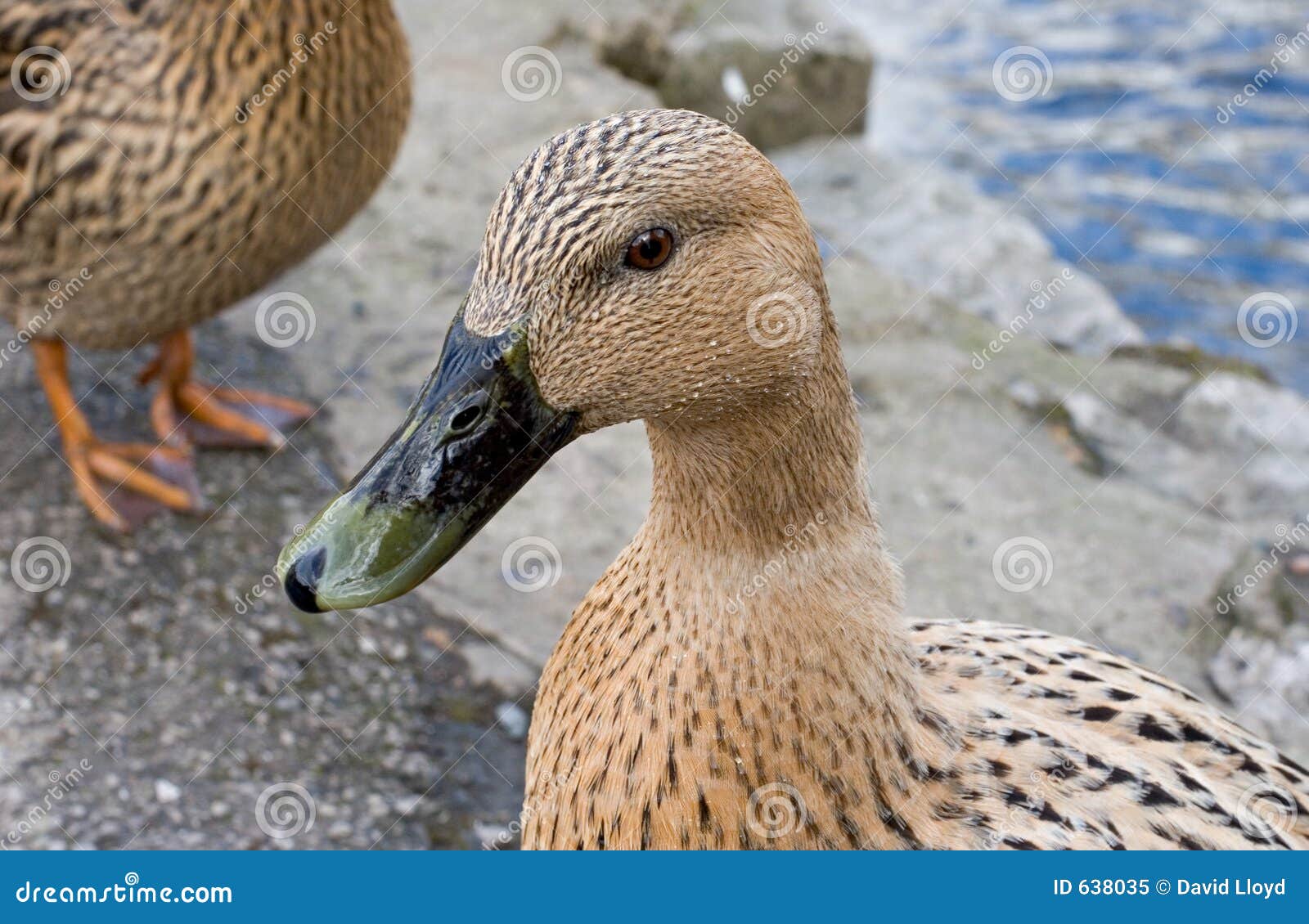 Anatra immagine stock. Immagine di ciarlatano, candela - 638035