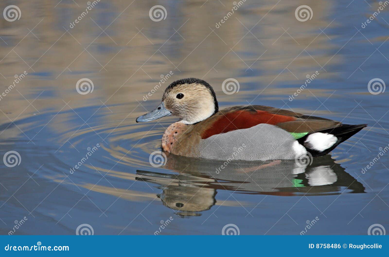 Anatra fotografia stock. Immagine di brasile, becco, uccello - 8758486