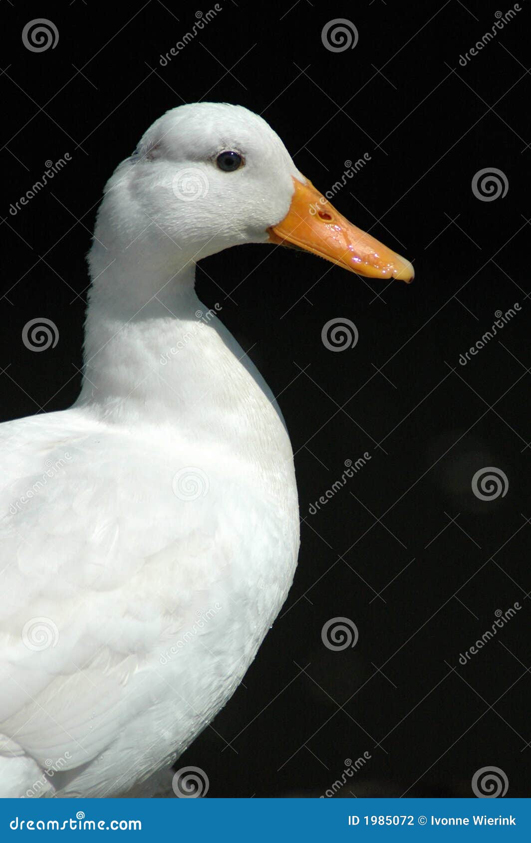 Anatra bianca fotografia stock. Immagine di ciarlatano - 1985072