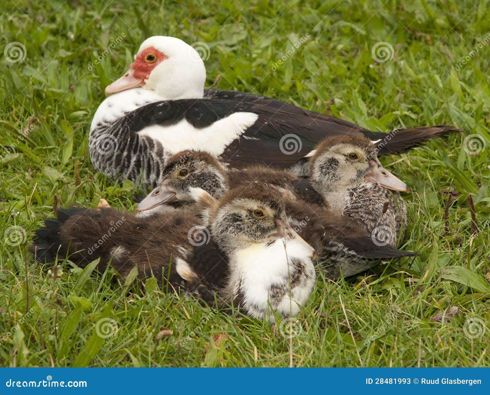 Anatra con gli anatroccoli immagine stock. Immagine di giù - 28481993