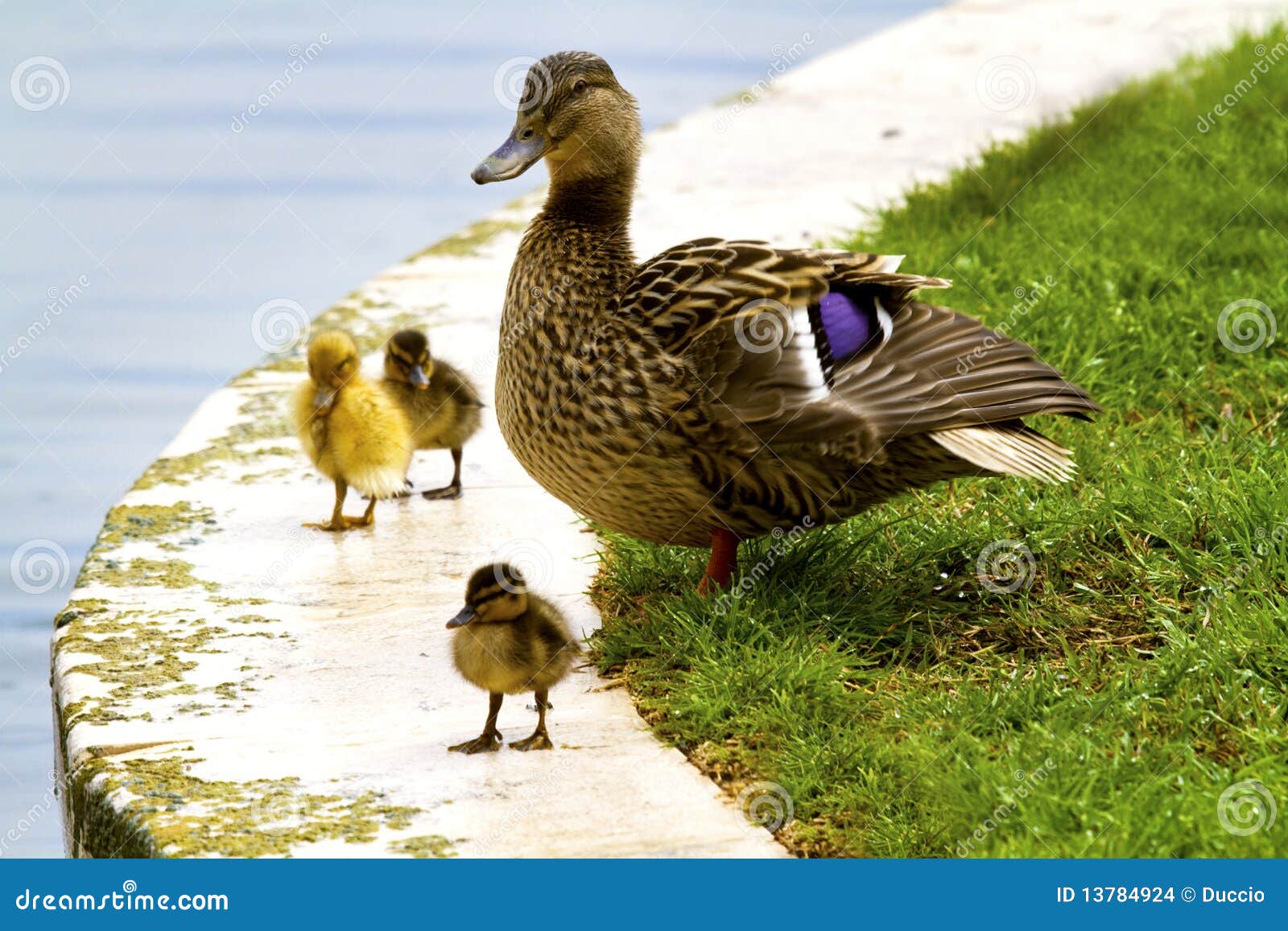 Anatra con i pulcini fotografia stock. Immagine di animali - 13784924