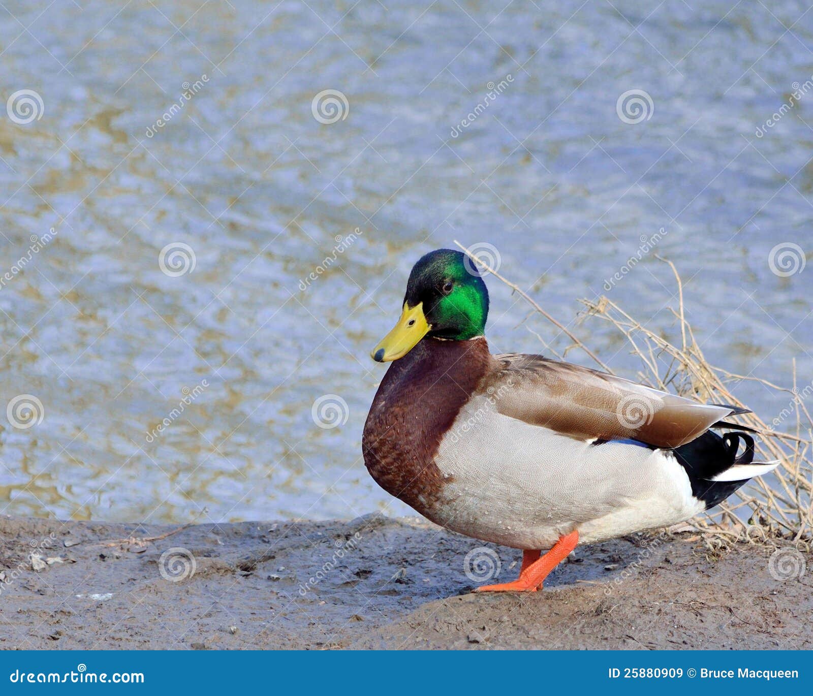 Anatra del germano reale immagine stock. Immagine di betoniera - 25880909