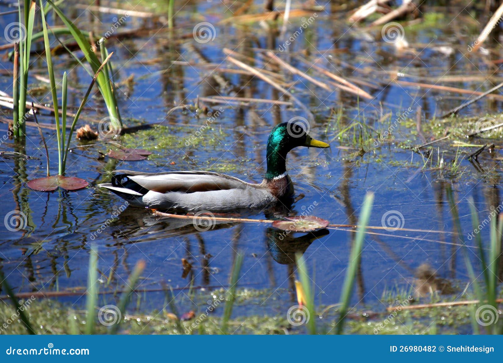 Anatra del germano reale fotografia stock. Immagine di galleggiante ...