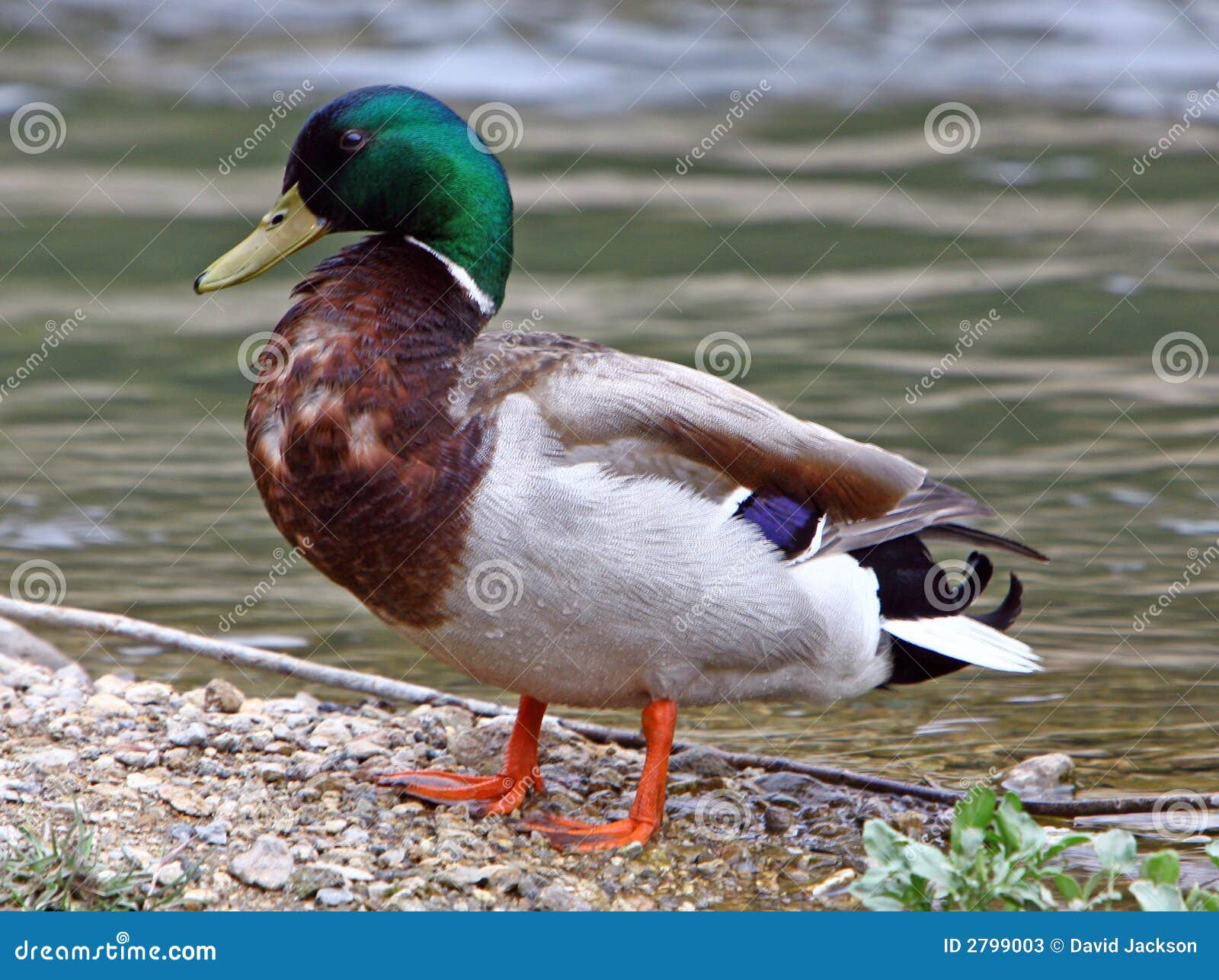 Anatra del germano reale immagine stock. Immagine di andare - 2799003