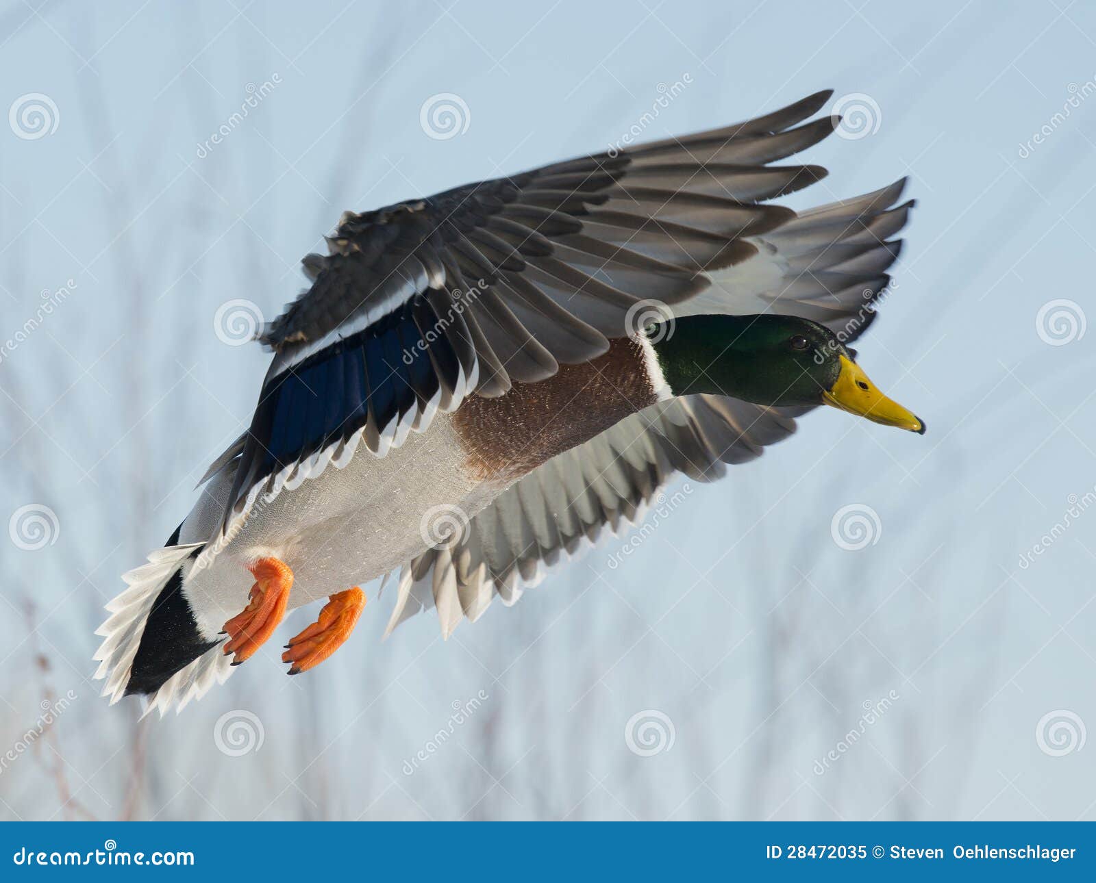 Anatra del germano reale immagine stock. Immagine di verde - 28472035