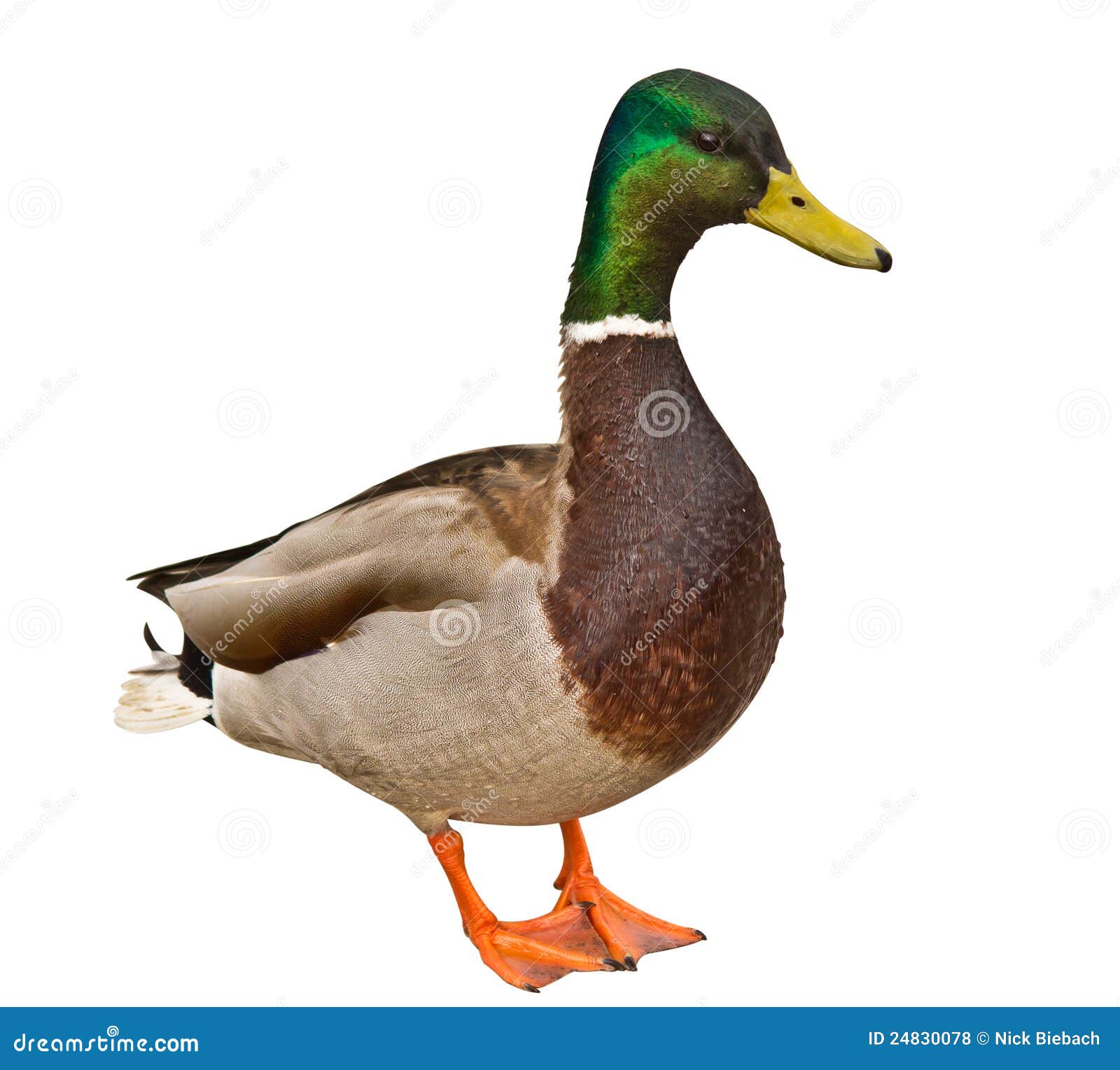 Anatra Del Germano Reale Isolata Fotografia Stock - Immagine di ...