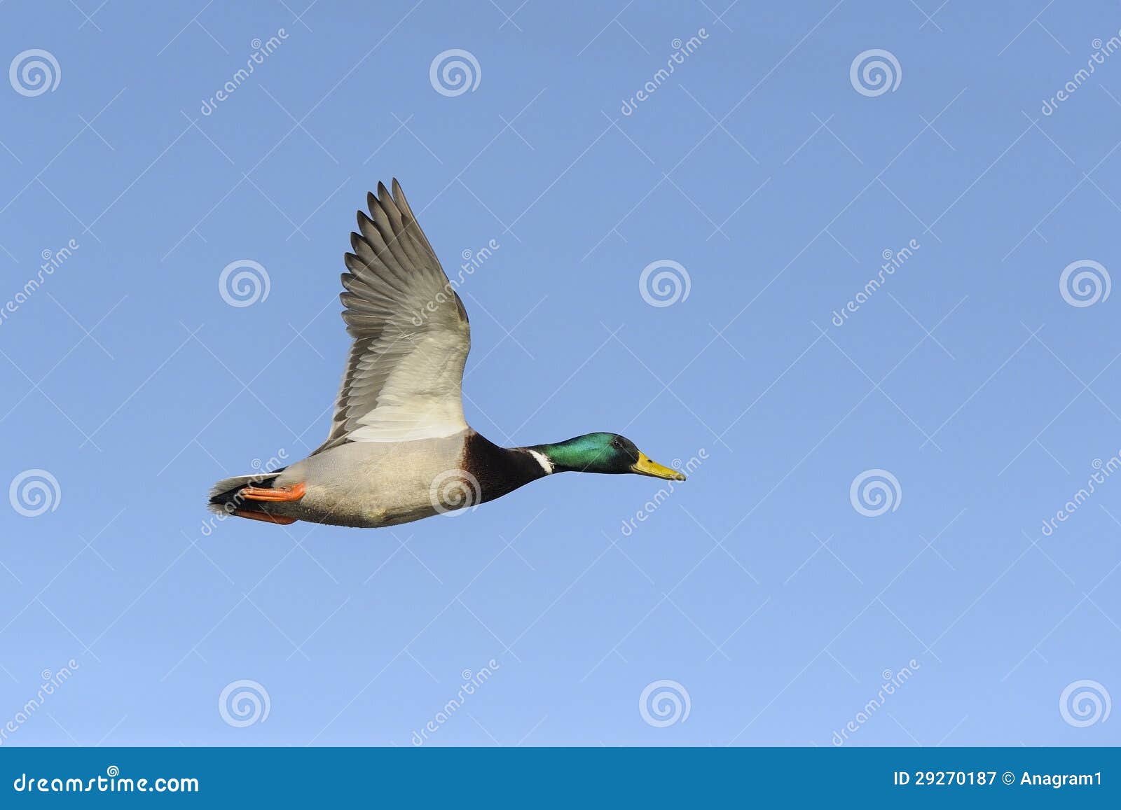 Anatra Del Germano Reale in Volo Immagine Stock - Immagine di ...