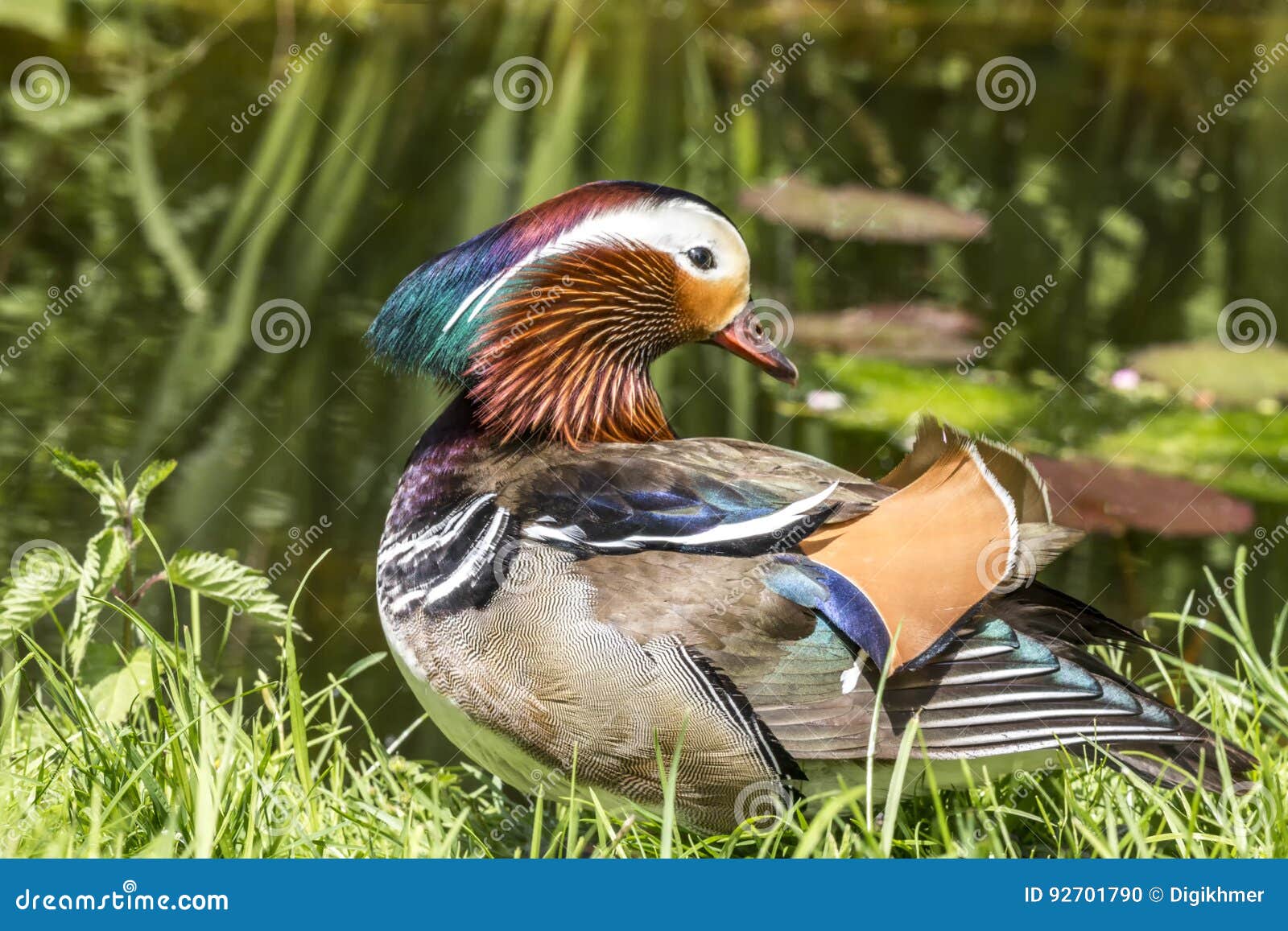 Anatra Del Maschio Del Mandarino Fotografia Stock - Immagine di animale ...