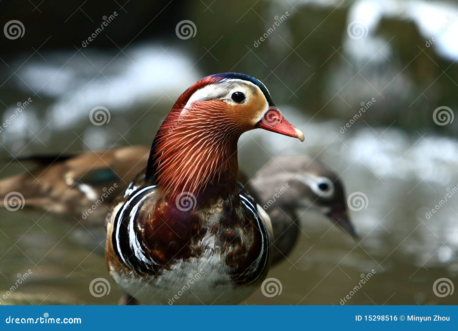 Anatra di mandarino fotografia stock. Immagine di acqua - 15298516