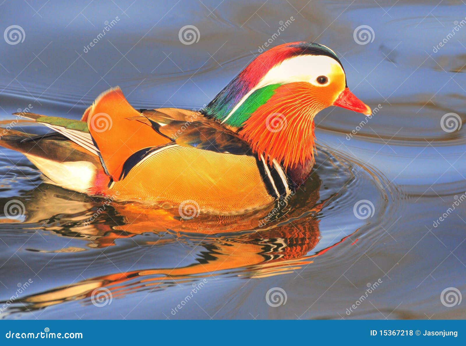 Anatra di mandarino fotografia stock. Immagine di piuma - 15367218