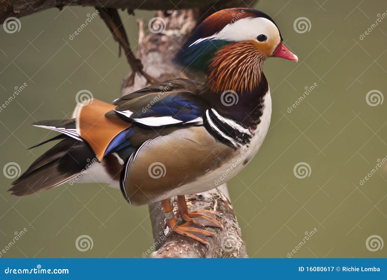 Anatra di mandarino immagine stock. Immagine di appollaiato - 16080617